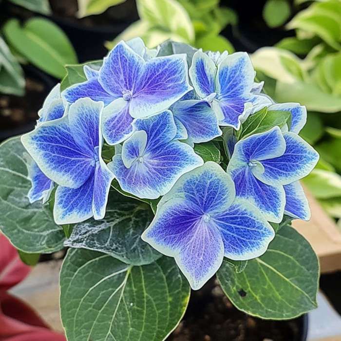 Hortensia - Set de 6 - Hydrangea macrophylla 'Bavaria' - Hauteur 25 ...