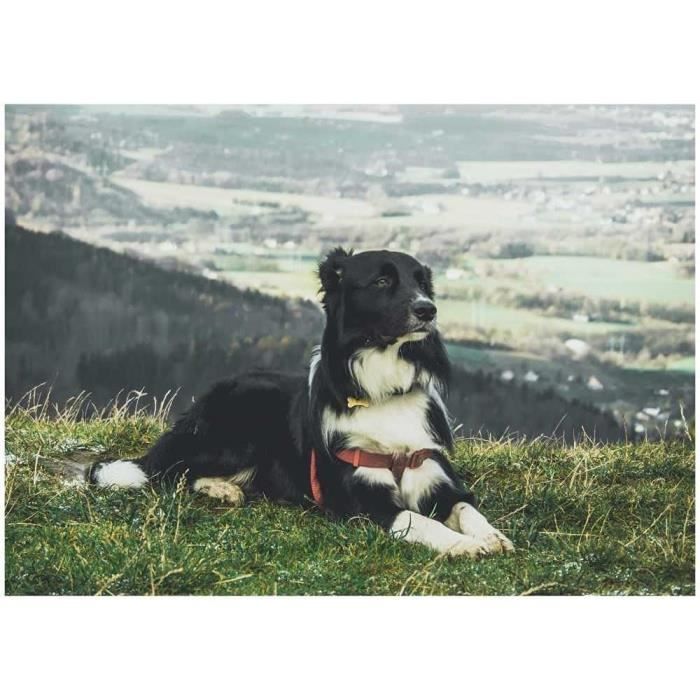 Puzzle 1000 Pièces Adultes,Puzzle Difficile Adulte,Puzzle En Bois ...