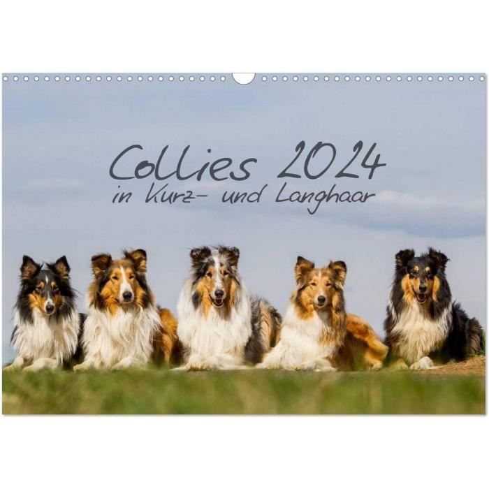 Collies 2024 En Poils Courts Et Longs (Calendrier Mural 2024 Din A3 ...