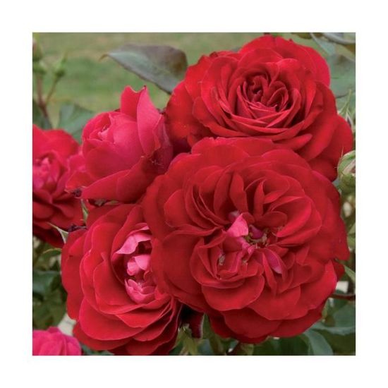 Rosier 1/2 tige Mona Lisa® 'Meilyxir' - BELLEVUE DISTRIBUTION ...