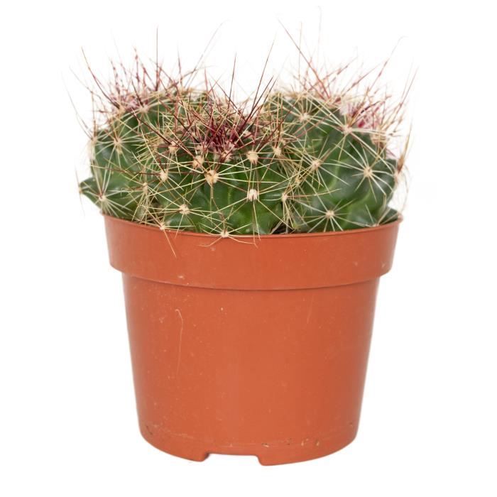 Cactus Hamatocactus hamatacanthus en blister - Facile d'entretien - Pot ...