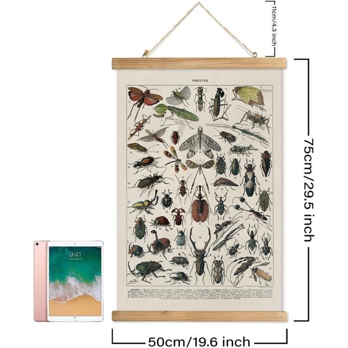 Poster D'Entomologie Vintage \U2013 Tableau Illustré Des Espèces D ...