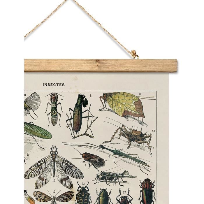 Poster D'Entomologie Vintage \U2013 Tableau Illustré Des Espèces D ...
