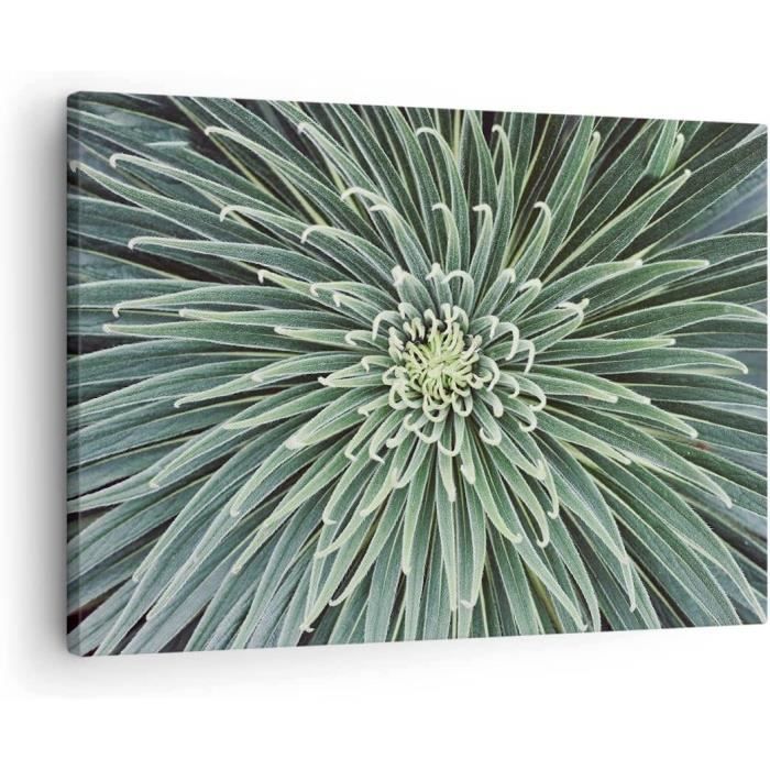 Tableau Décoration Moderne - Agave Vert - Toile Encadrée 40x60cm ...