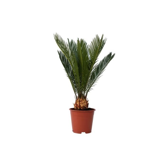 Sagou du Japon - Cycas revoluta - Hauteur 45-60cm - d15cm - Cdiscount ...