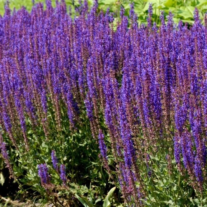 Salvia Nemorosa 'Ostfriesland' - Cdiscount Jardin