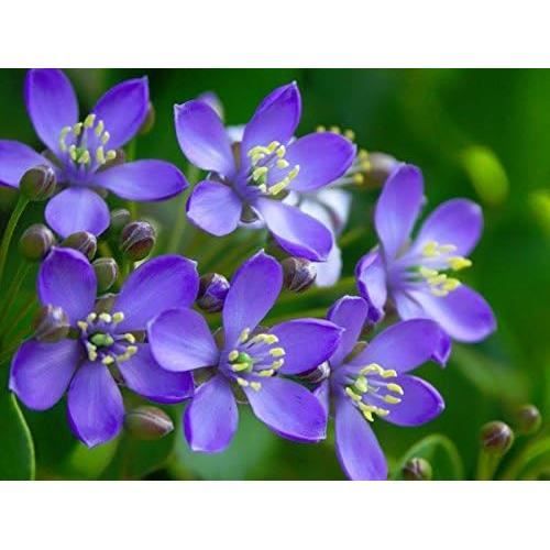 Lignum Vitae Guaiacum Sanctum Tour Exotic Bonsai Bois Dur Semences Rare ...