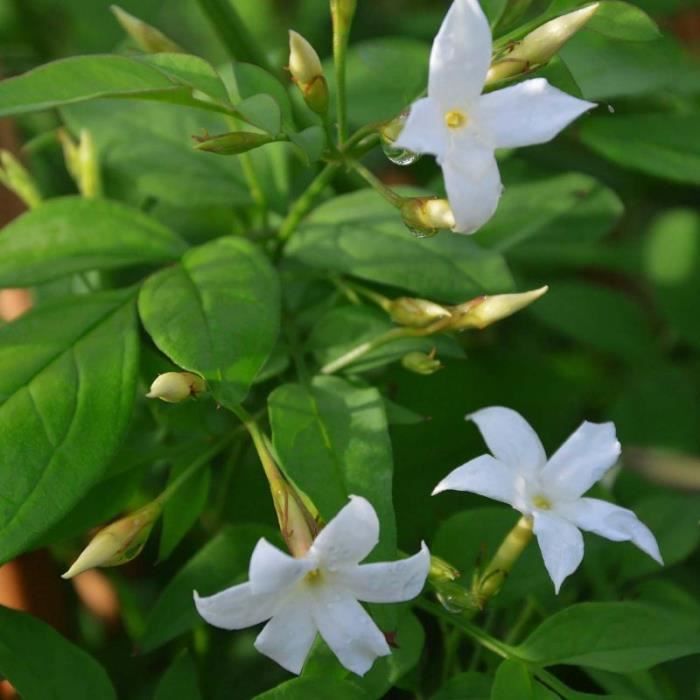 Jasmin Blanc (Jasminum Officinalis) Conteneur 1,5L - Cdiscount Bricolage