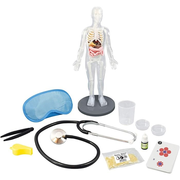 Modèle de corps humain - Buki France - 12 expériences - Organes mous ...