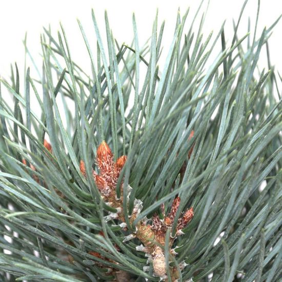 Pin sylvestre nain Chantry Blue - Cdiscount Jardin