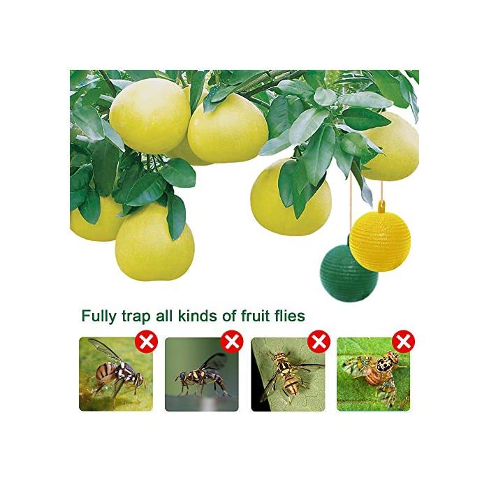 Piège anti-moucherons plantes intérieur jaune, collant contre mouches ...