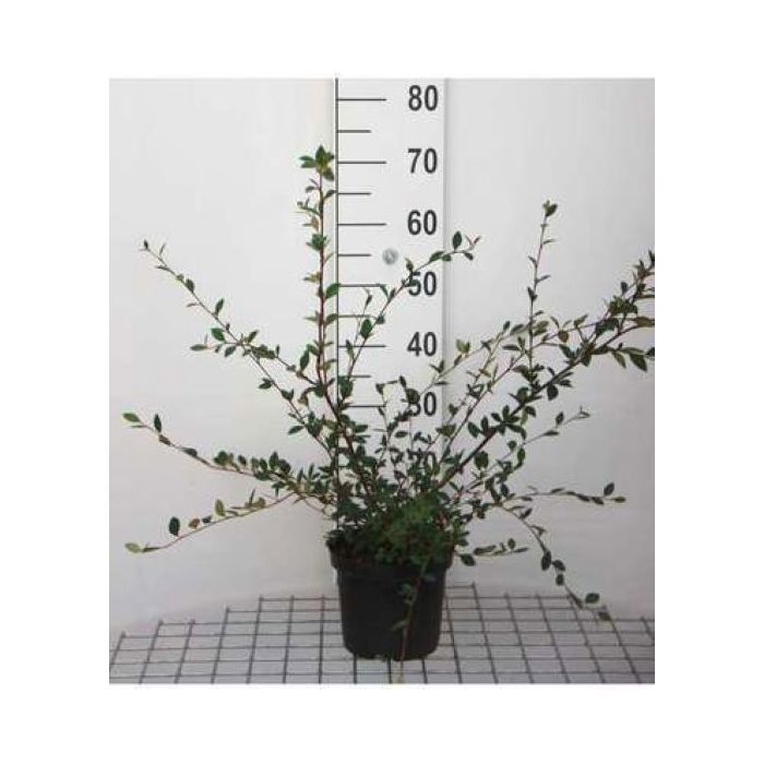Cotoneaster lacteus - Cotonéastre Laiteux , Contonéastre De Parney 40 ...