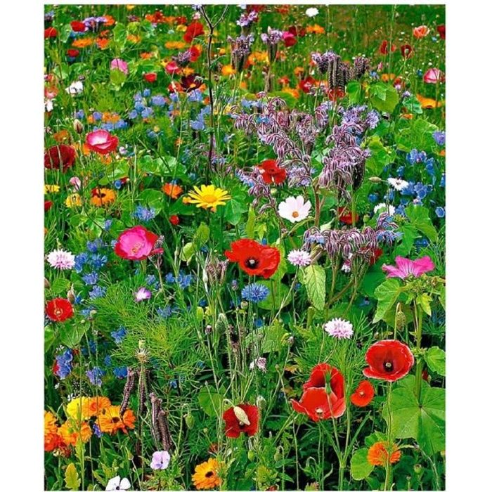 Lot de 100 graines de Fleurs sauvages en mélange - annuelles et vivaces ...