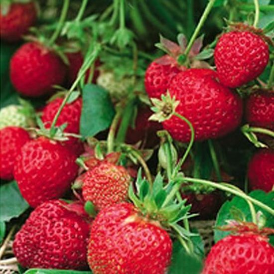 Graines de fraises en pot - Cdiscount Jardin