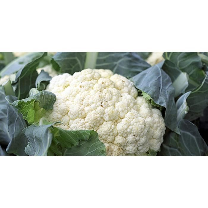 150 Graines de Chou-Fleur - jardins potager légumes - semences ...