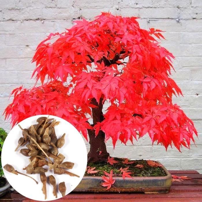 Graines de arbres feuilles rouges Bonsaï Érable Balcon Intérieur Plants ...