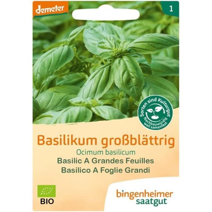 Graine Potager Bio Basilic Grandes Feuilles Douce Légèrement Poivrée ...