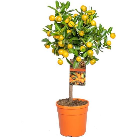 Citrus mitis 'Calamondin' - Mandarinier - Arbre Fruitier - Persistant ...