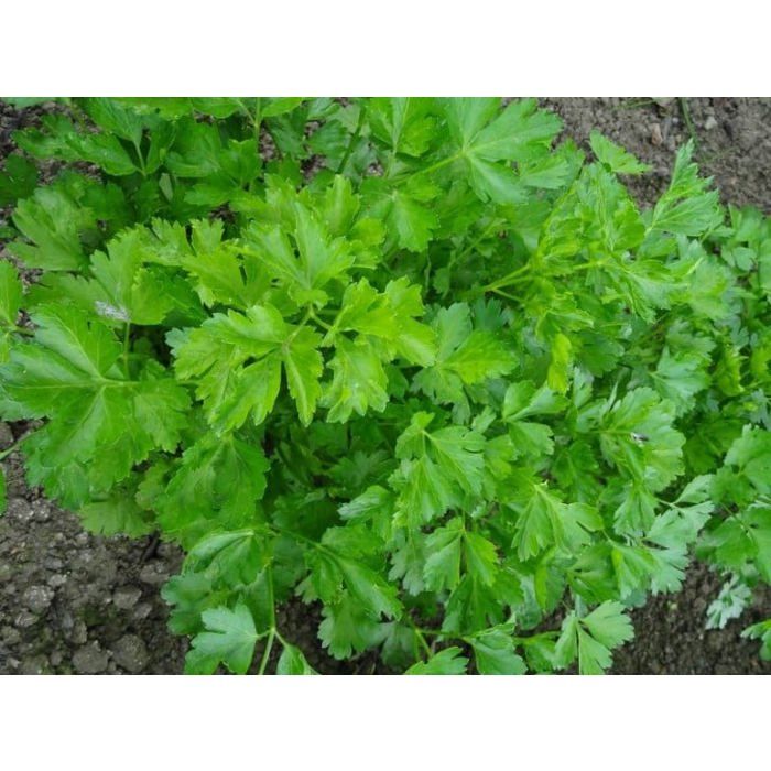 Graine - Semence - Persil simple géant d'Italie - Cdiscount Jardin