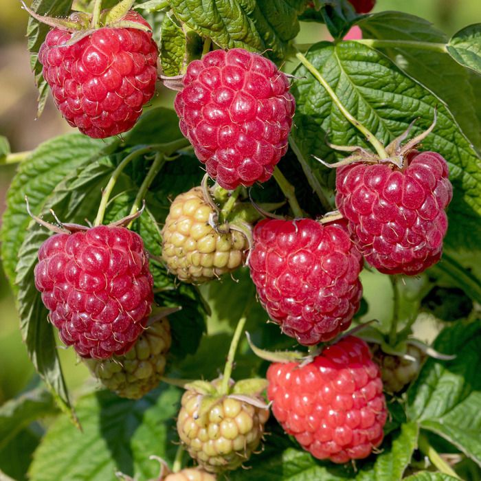 Framboise Malling Admiral Rubus idaeus Cultivez votre propre plante de ...