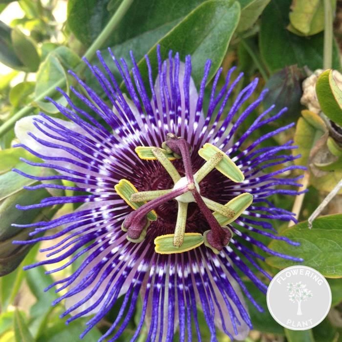 Passiflore 'Purple Haze' – Passiflore – Plante grimpante – Facile d ...