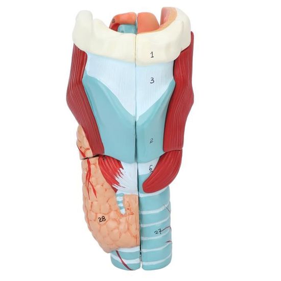 Modèle de gorge humaine agrandie 2X Modèle d'enseignement de la gorge ...