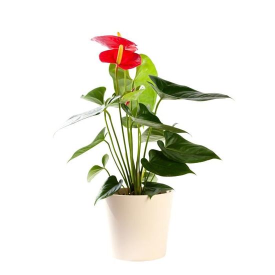 Plantes vertes d'intérieur en culture hydroponique de Botanicly ...