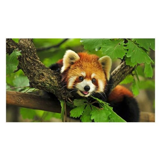 Poster Affiche Panda Roux Trop Mignon(61x109cmB) - Cdiscount Maison
