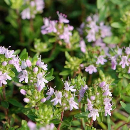 100pcs thym rampant graines de fleurs maison jardin cour planter décor ...