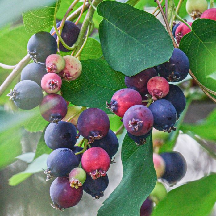 Saskatoon Martin | Plantes d'extérieur Jardin prêt à cultiver vos ...