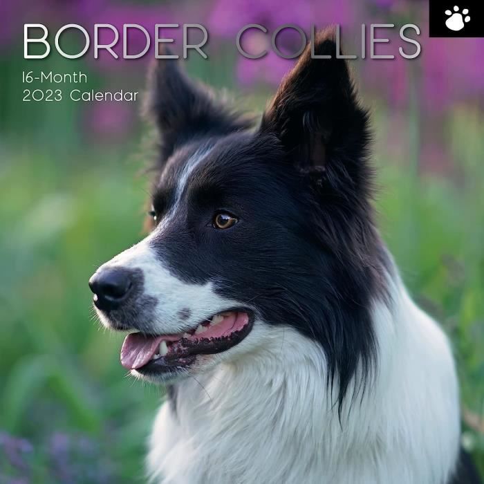 Calendrier Mural 2023 - Calendrier Border Collie, 30 x 30 CM En Anglais ...
