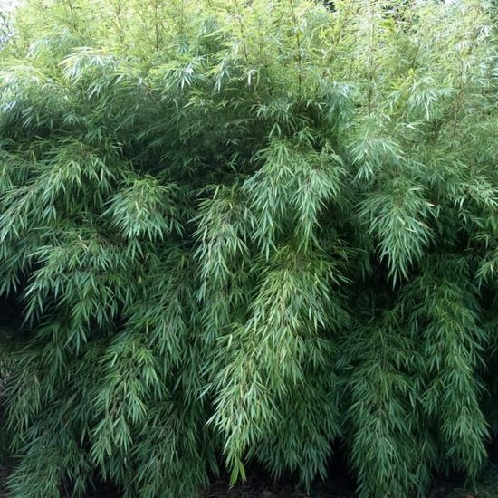 Fargesia Rufa (Pot de 14cm, Hauteur 50-60cm) - Bambou non envahissant ...