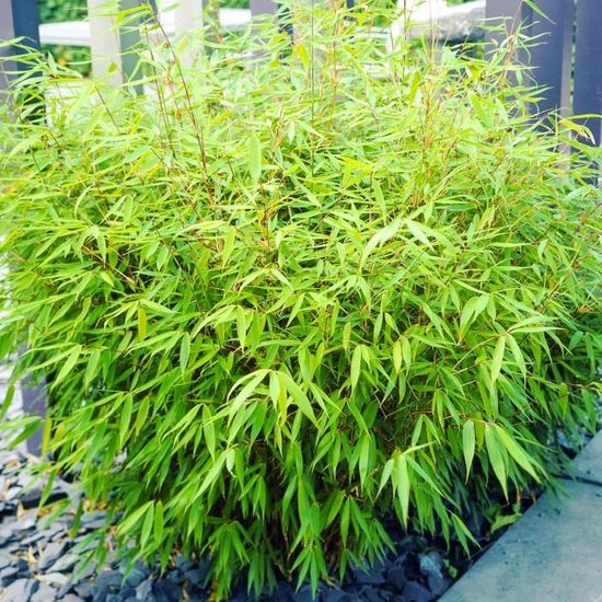 Fargesia Rufa (Pot de 14cm, Hauteur 50-60cm) - Bambou non envahissant ...