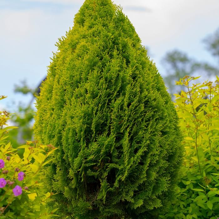 Thuya géant Atrovirens - Thuja plicata Atrovirens 100cm en pot ...