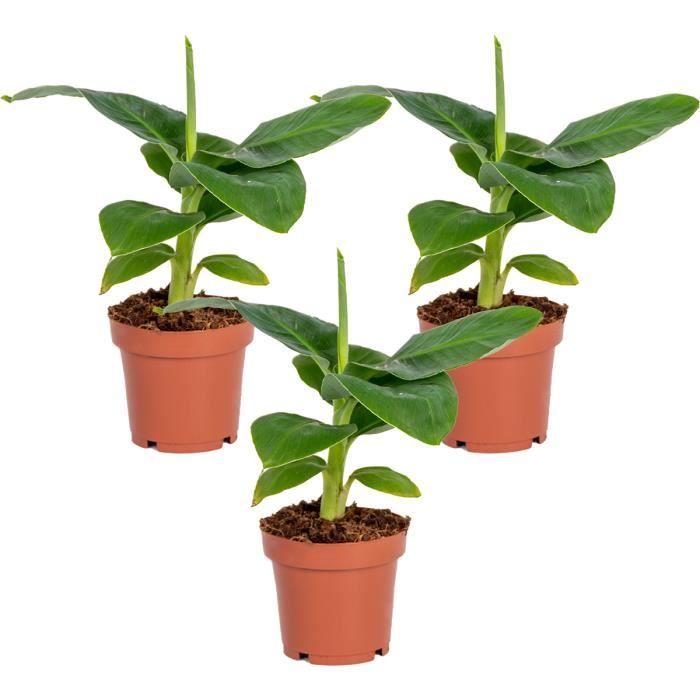 Musa 'Oriental Dwarf' | Bananier par 3 pièces - Plante d'intérieur dans ...