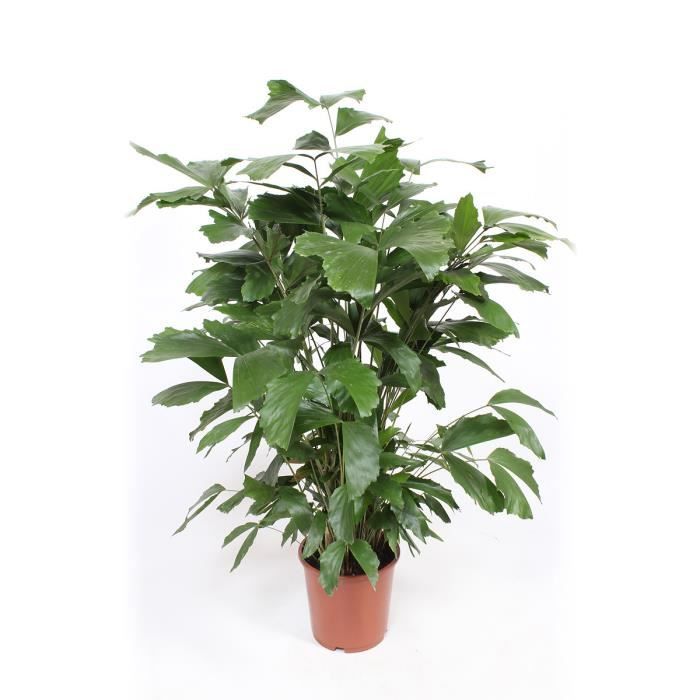 Plante d'intérieur – Palmier à Queue de Poisson de Birmanie – Hauteur ...