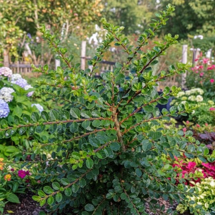 Orme de Chine nain Seiju, Ulmus - Cdiscount Jardin