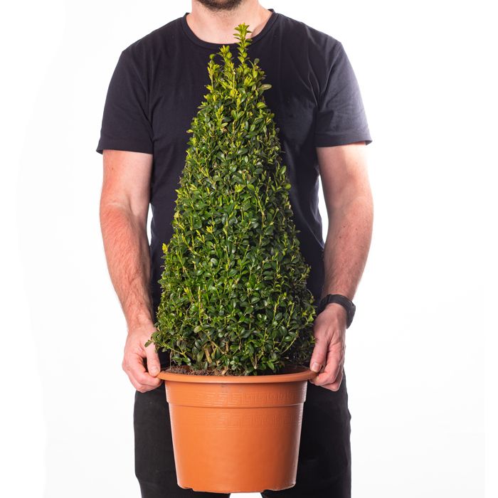 Pyramide de buis - Buis commun | Plante de jardin extérieur en topiaire ...