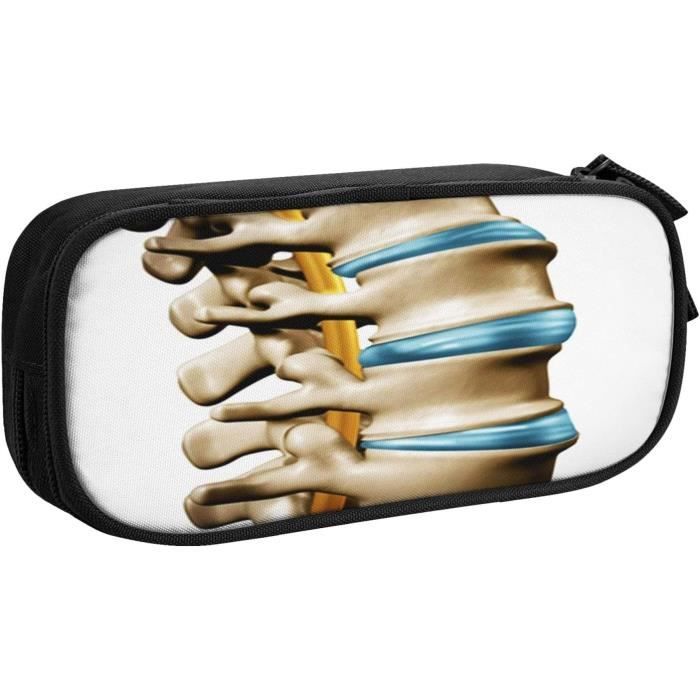 Trousse Scolaire Section D'Anatomie De La Colonne Vertébrale Humaine ...