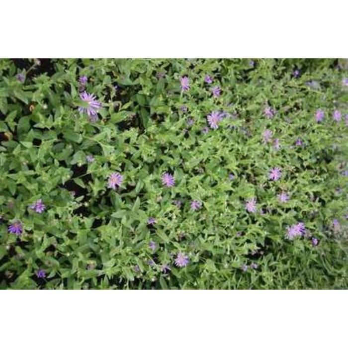 Plante Vivace - Aster ageratoides 'Harry Schmidt' - Pot de 9 x 9 cm ...
