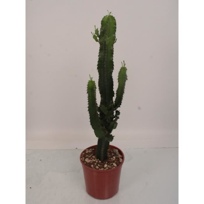 Cactus et plante grasse – Euphorbe cactus – Hauteur: 70 cm XA23 ...
