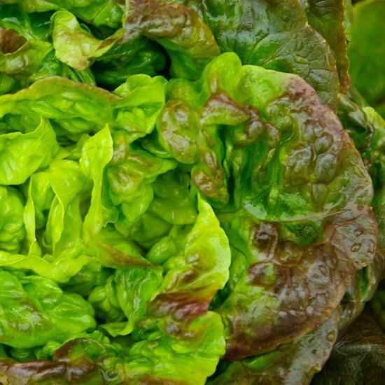 Graines de Laitue pommée Merveille des 4 saisons - Vilmorin - Cdiscount ...