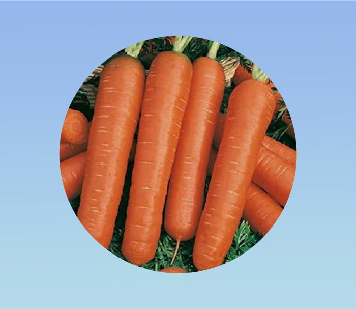20 graines de carotte longue de berlicum 2 - saveur douce - carotte ...