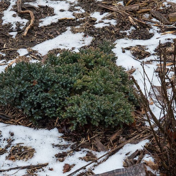Genévrier écailleux Blue Star, Juniperus - Cdiscount Jardin