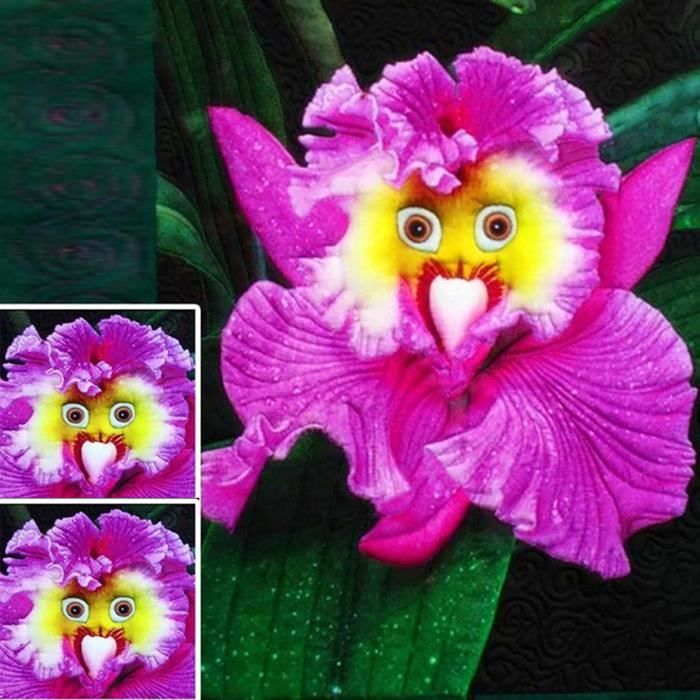 100 gélules-1 sachet de graines d'orchidées, motif perroquet non ...
