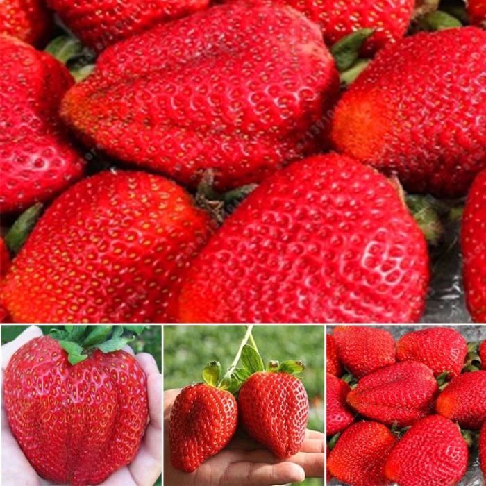 200 Pcs / Sac Graines De Fraise Géantes Non-Gmo Bonsai Maison Jardin ...