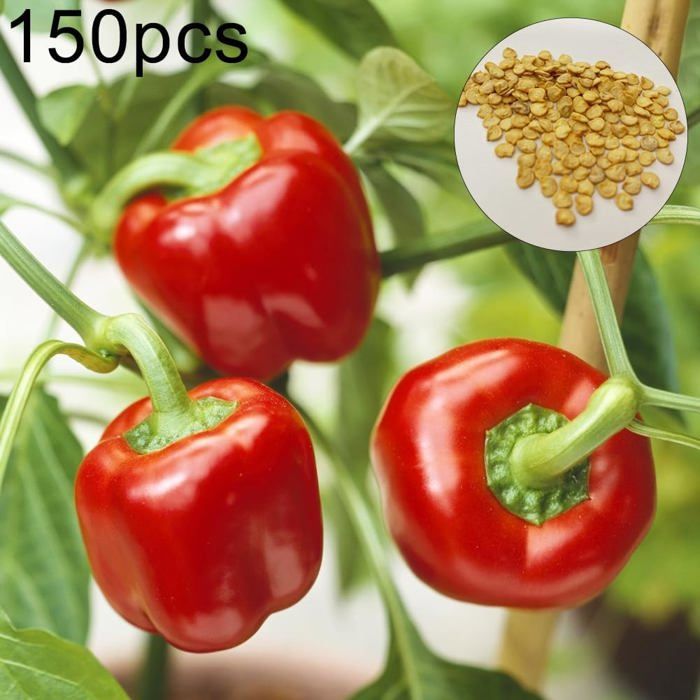 150pcs graines de poivrons sains jardin potager balcon en pot bonsaï ...