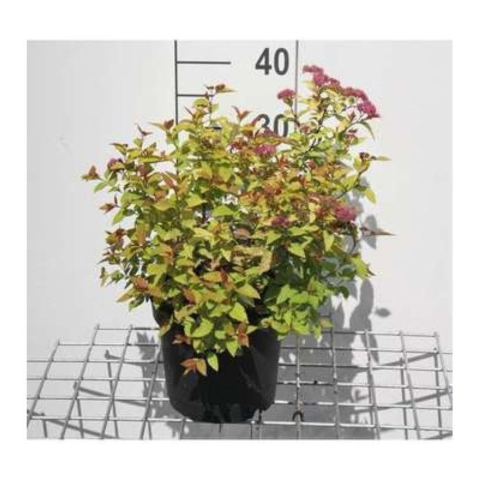 Spiraea jap. 'Firelight' - Spirée Du Japon Dorée , Spirée Dorée 25- 30 ...
