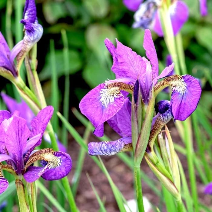 Iris Sibirica 'Sparkling rose' - Cdiscount Jardin