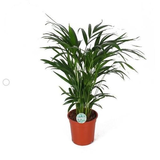 Plante d'intérieur – Palmiste multipliant – Hauteur: 60 cm X4B7 ...
